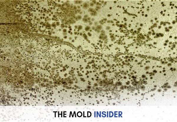 Black Mold: The Ultimate Toxic Mold Removal Guide - The Mold Insider