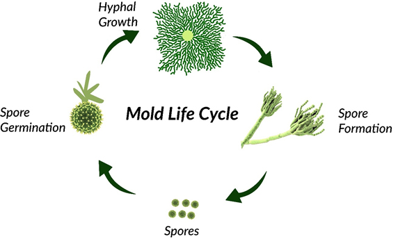 How To Get Rid Of Mold On Wood (1 Safe Hack!) - The Mold Insider