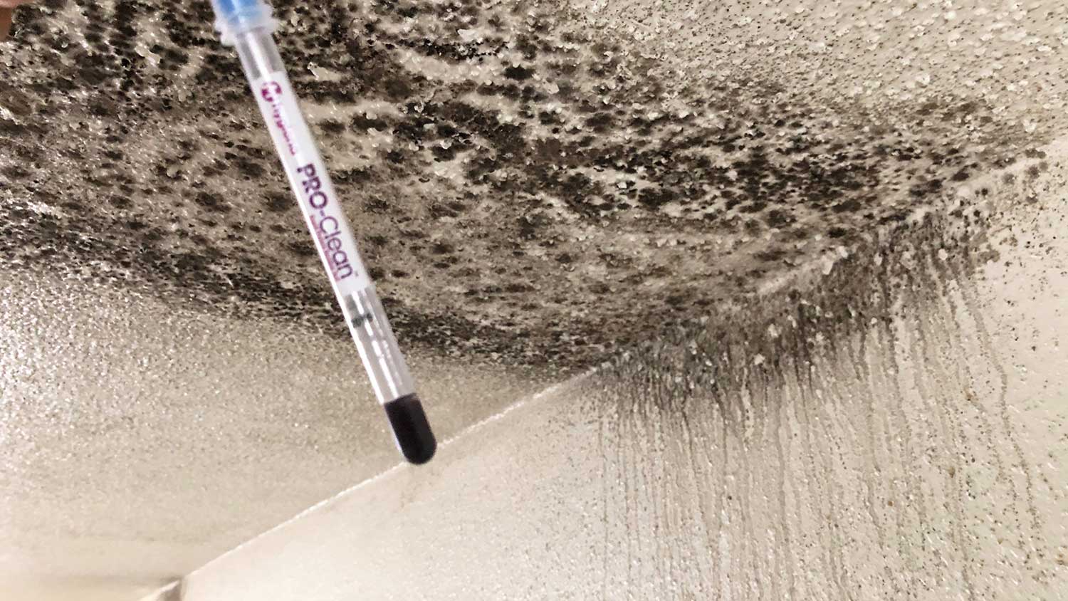 The Best DIY Mold Test Kits (2023 Lab Results): Are They Worth It ...