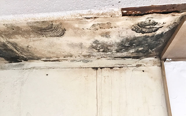 Mold and Real Estate: How Mold Infestation Affects Your Home's Value ...