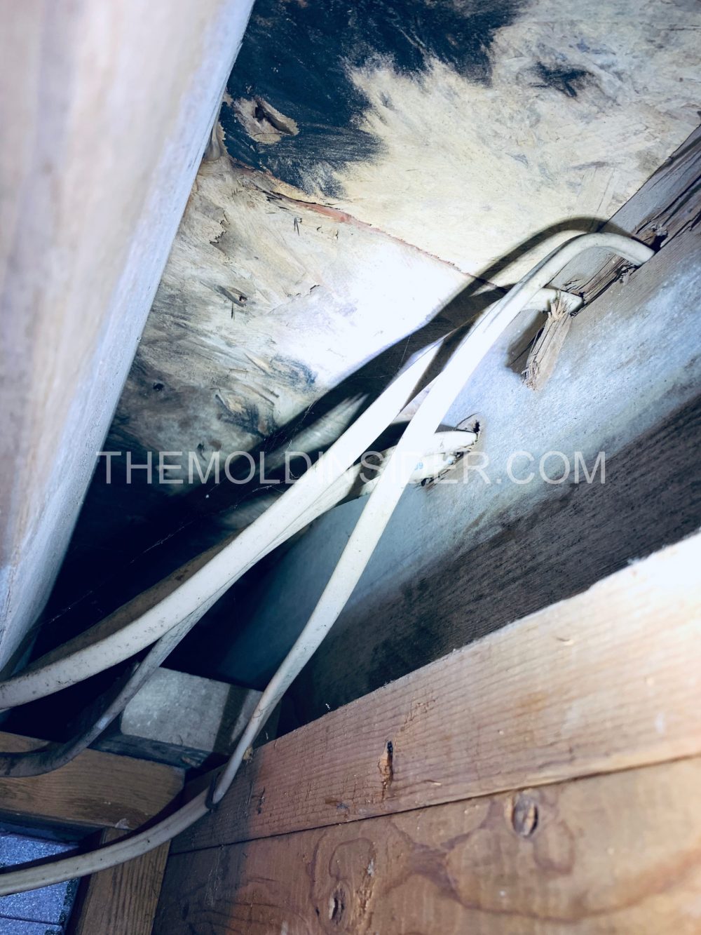 Pictures Of Mold: 39 Real-Life Images Of Mold in Homes - The Mold Insider