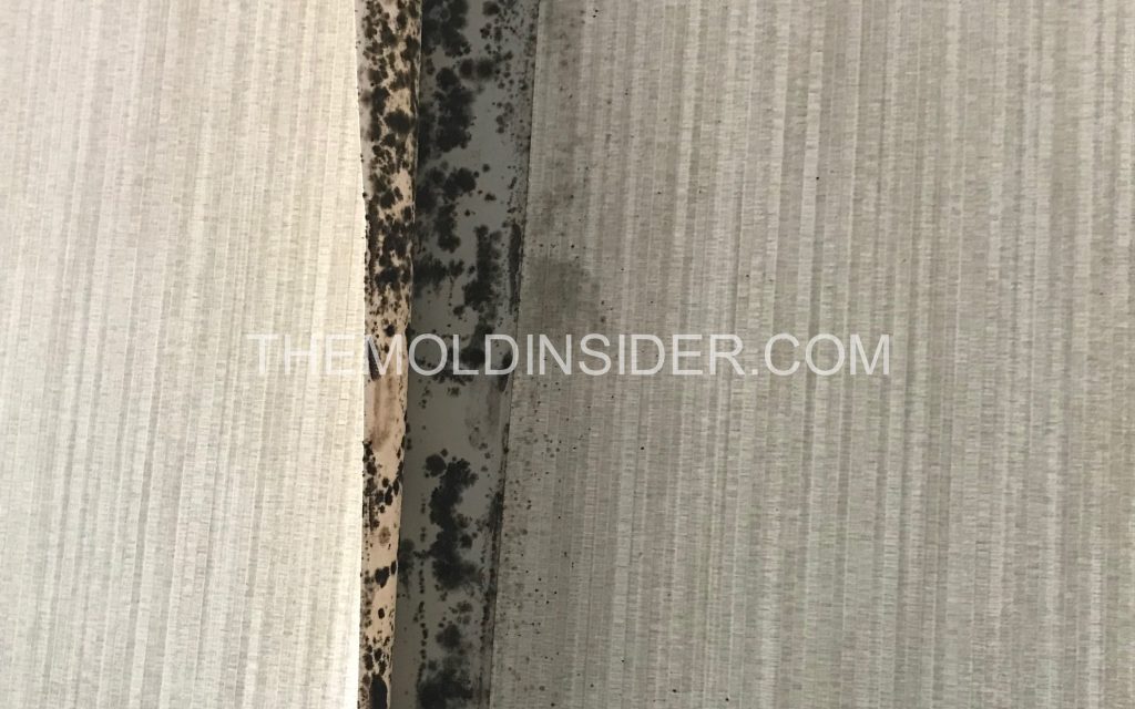 Mold Removal in Home: The Ultimate Guide For American Homeowners (DIY ...