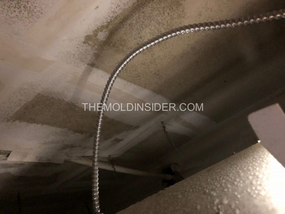 Pictures Of Mold: 39 Real-Life Images Of Mold in Homes - The Mold Insider