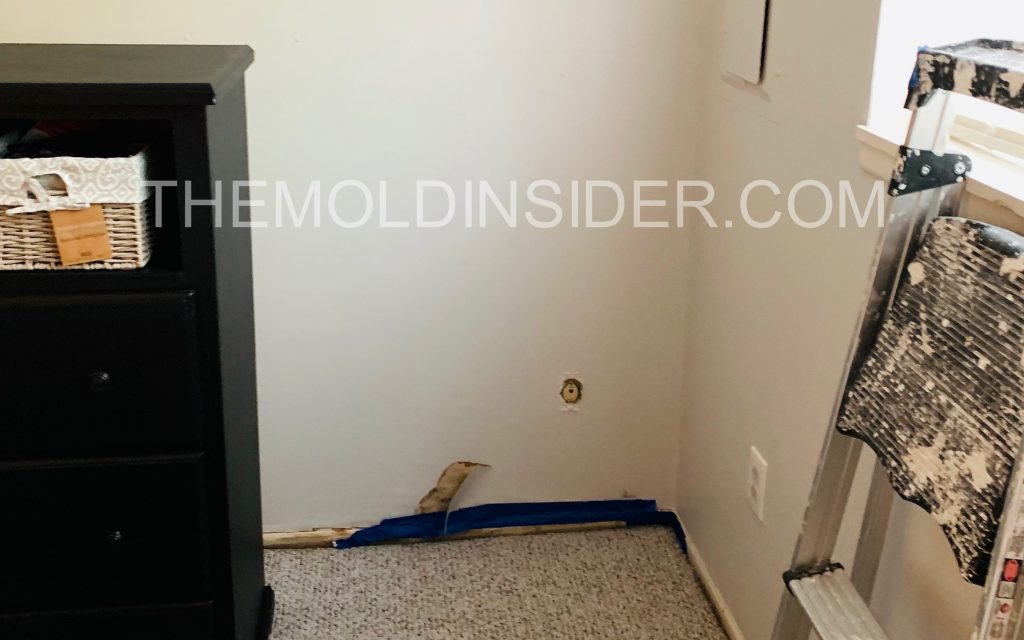 Mold in Basement: Here's How We Got Rid Of It (The Safe Way) - The Mold ...