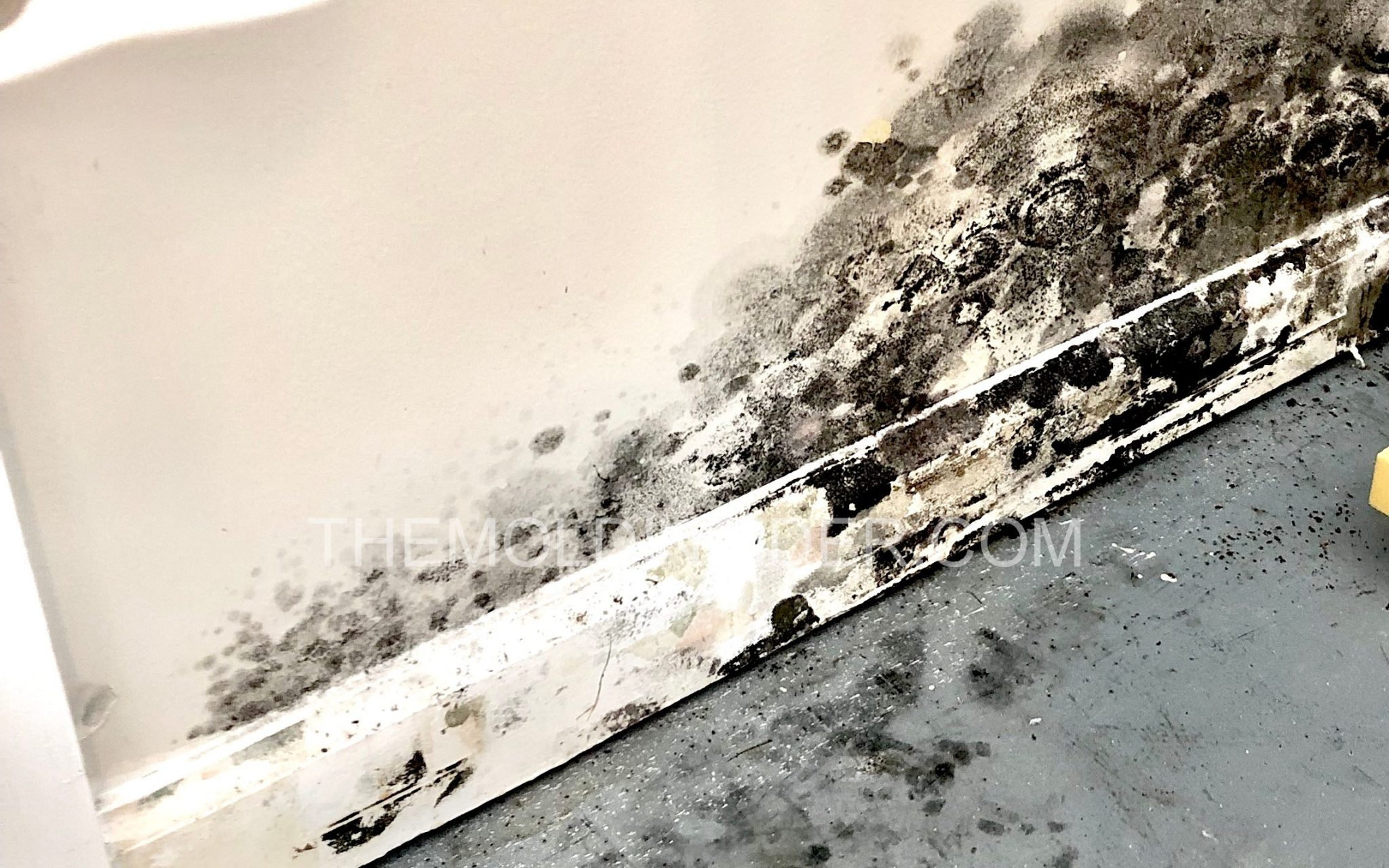 How To Remove Mold Behind Baseboards and Floor Trim - The Mold Insider