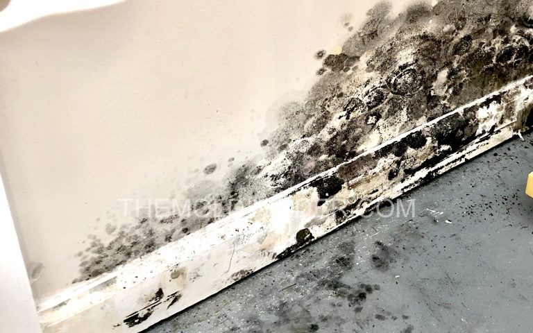 How To Remove Mold Behind Baseboards and Floor Trim - The Mold Insider