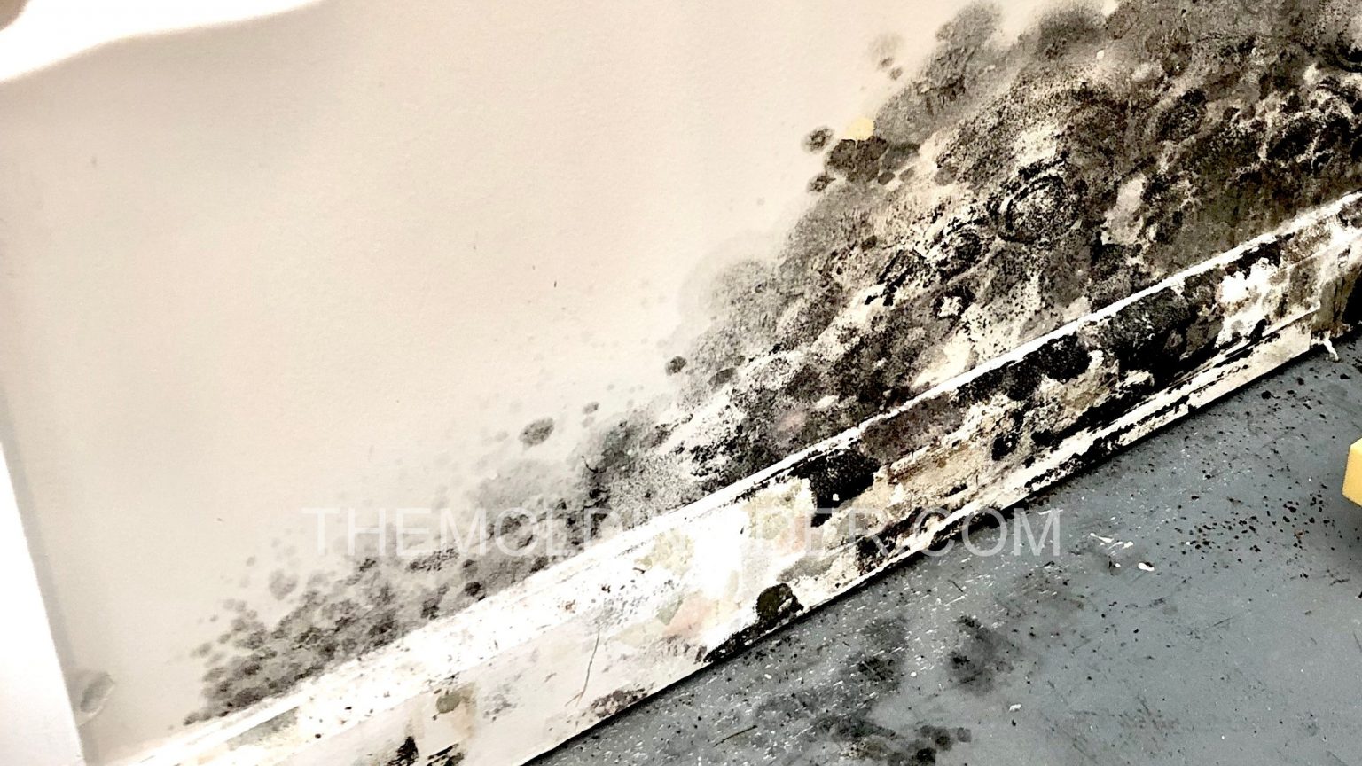 How To Find Mold in House (Even If It's Hidden) - The Mold Insider