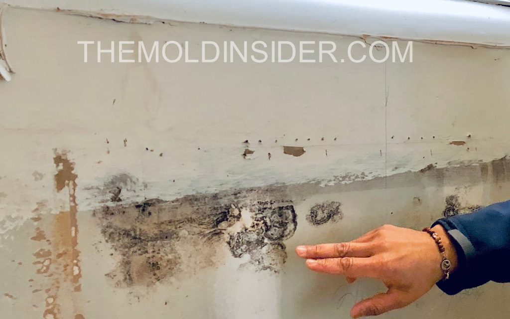 HOW CAN YOU GET EXPOSED TO MOLD? - The Mold Insider